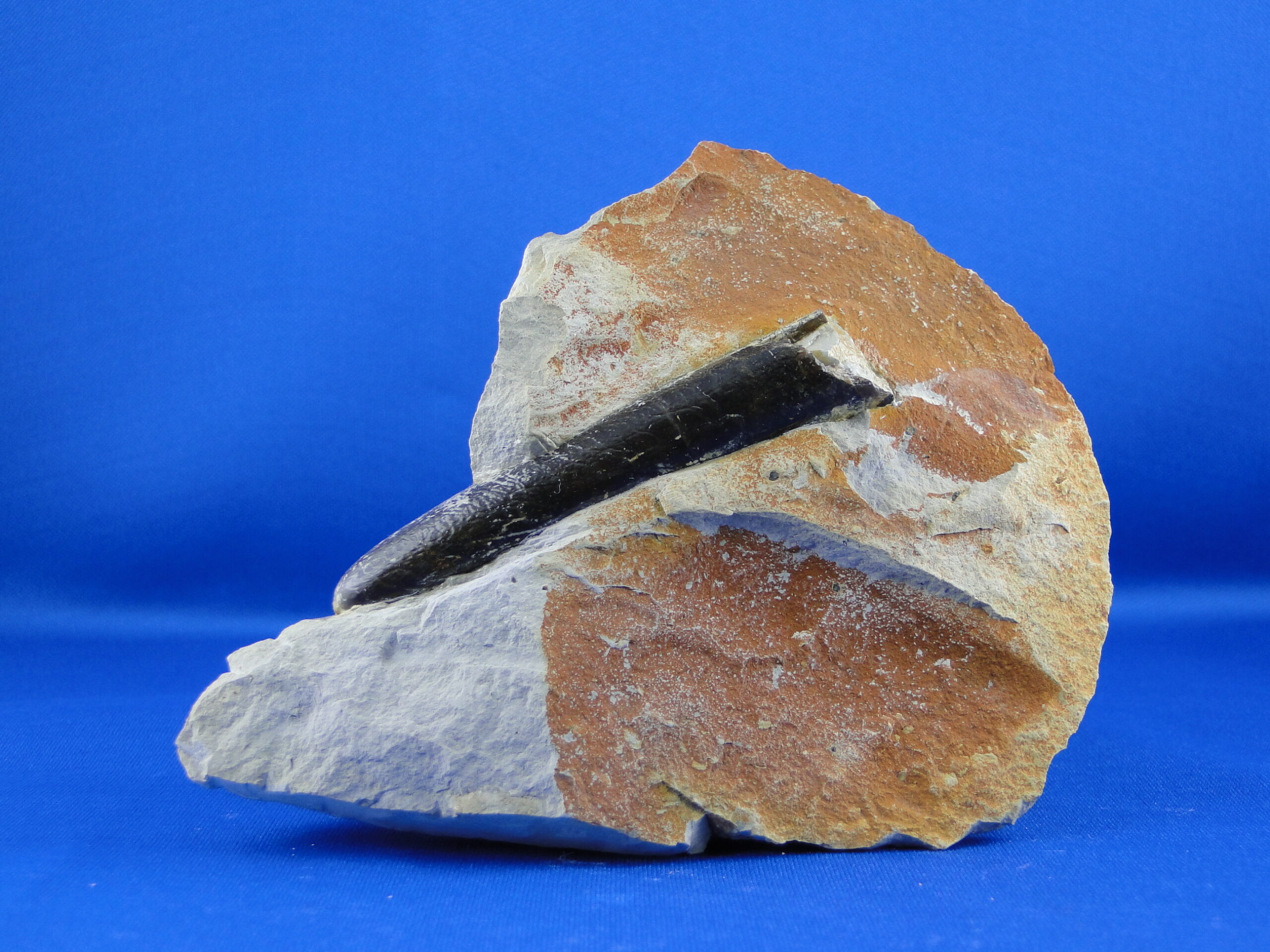 Fossilien sind Versteinerungen, zu Stein gewordene Reste von ...